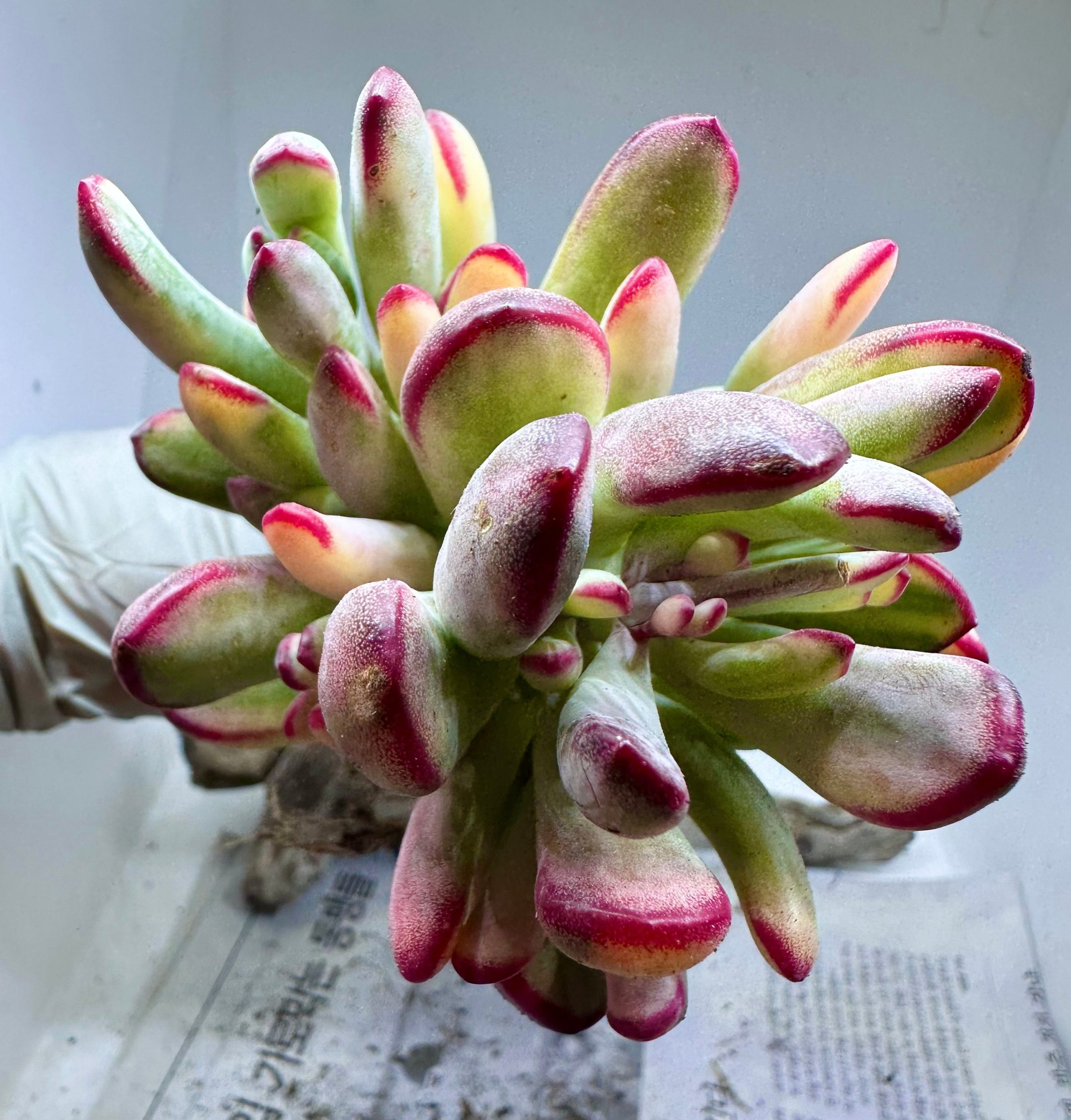 Rare Succulent: Korea Imported Variegated Cotyledon Orbiculata live ...