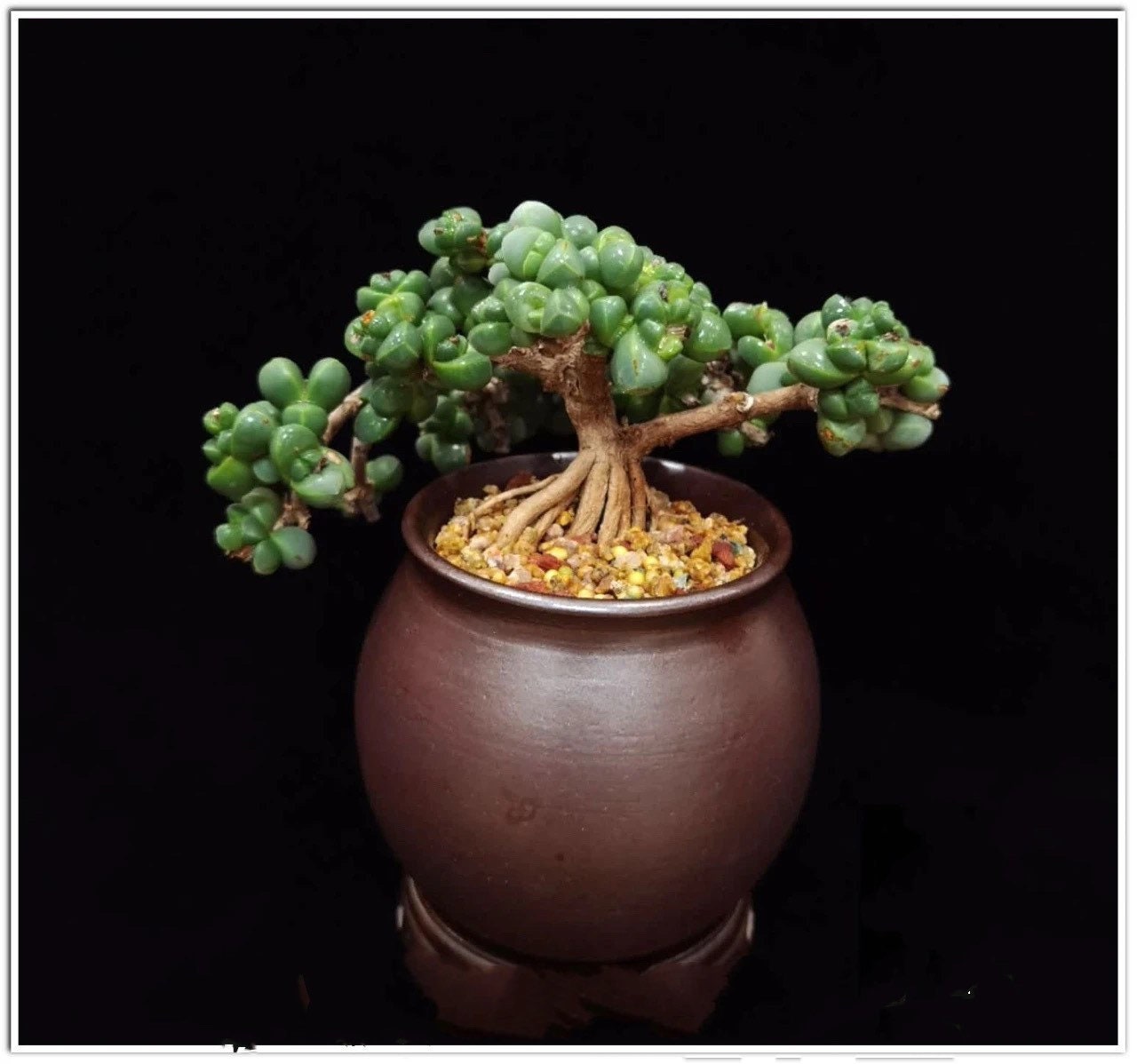 Rare Succulent: Cool beautiful succulent Astridia velutina string live ...