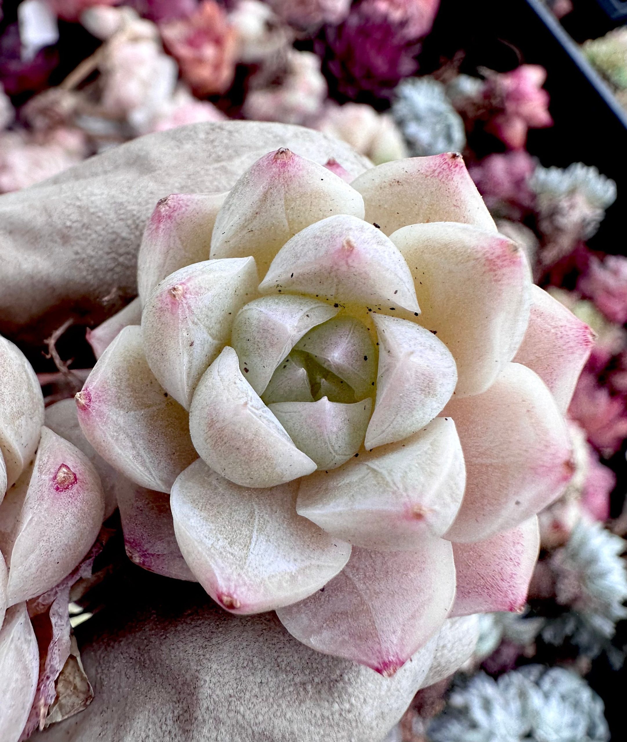 Rare Imported succulent Korea hybrid echeveria elegans White Queen live ...