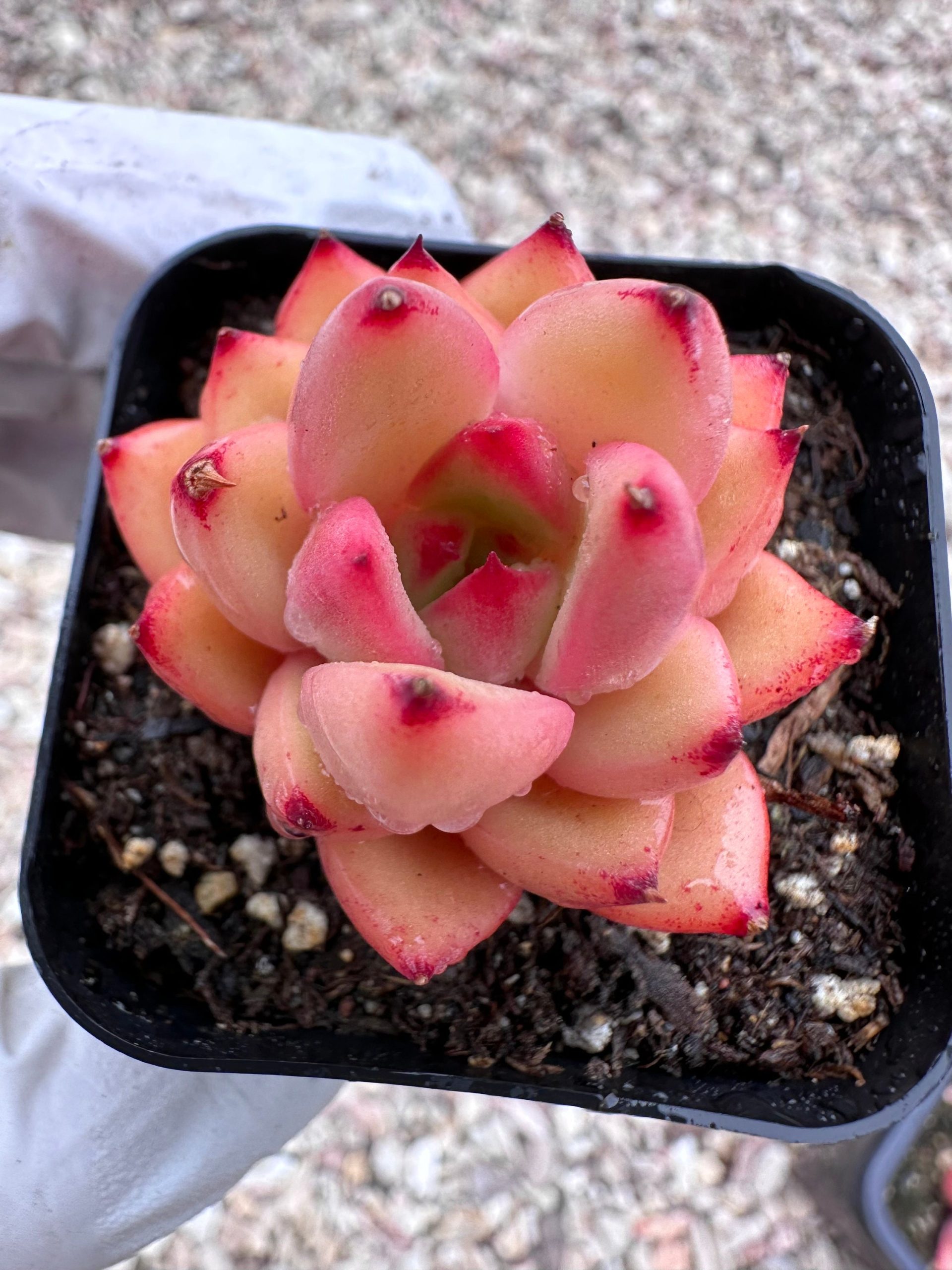 Rare Succulent: Imported Succulent Korean Echeveria Agavoides Yayoi Jenny live plant houseplant ...