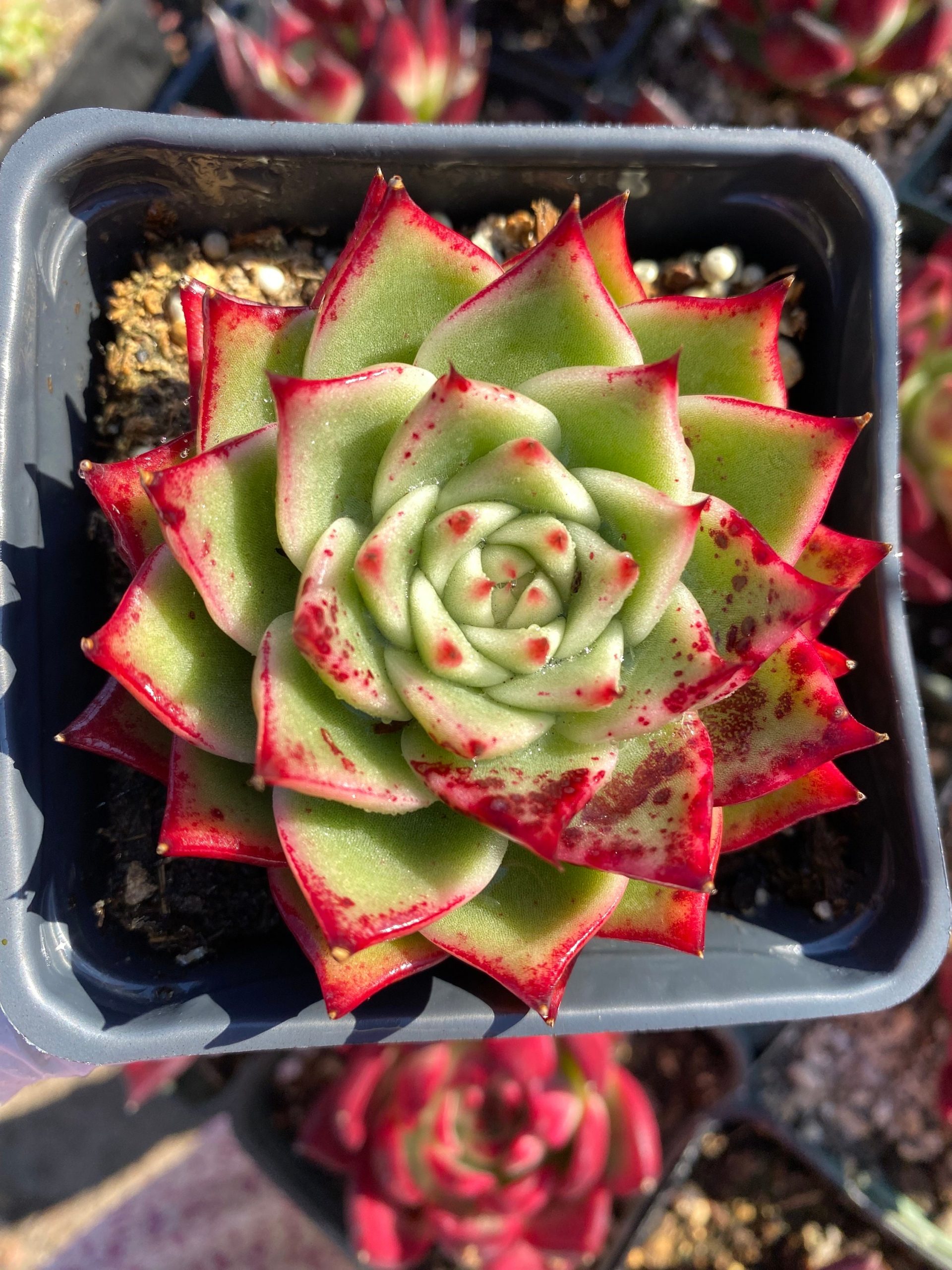Rare Succulent: Imported Succulent Korean Agavoides echeveria White Horse live plant houseplant ...