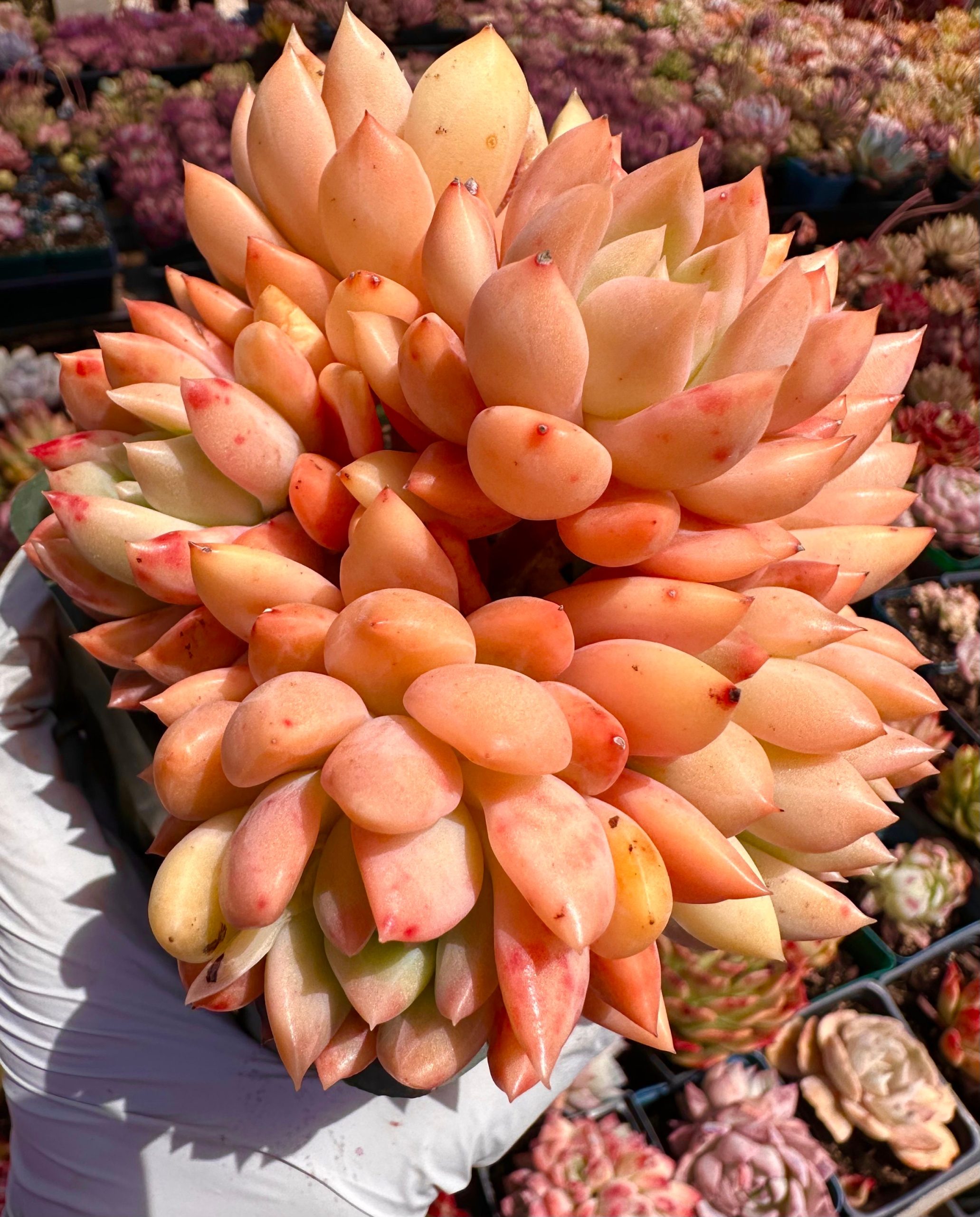 Rare Succulent: Imported Succulent Echeveria Pebble VERY HUGE cluster ...