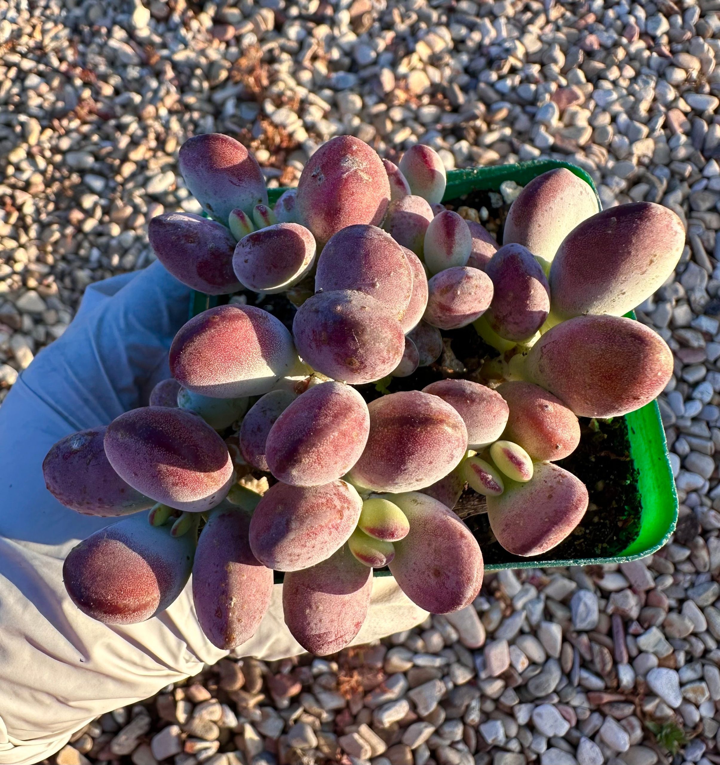 Rare Imported Korean Succulent: Cotyledon orbiculata cv cluster show in ...