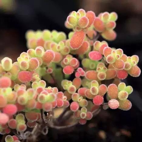 Beautiful Succulent: Dicrocaulon ramulosum (L.Bolus) Ihlenf Purple ...