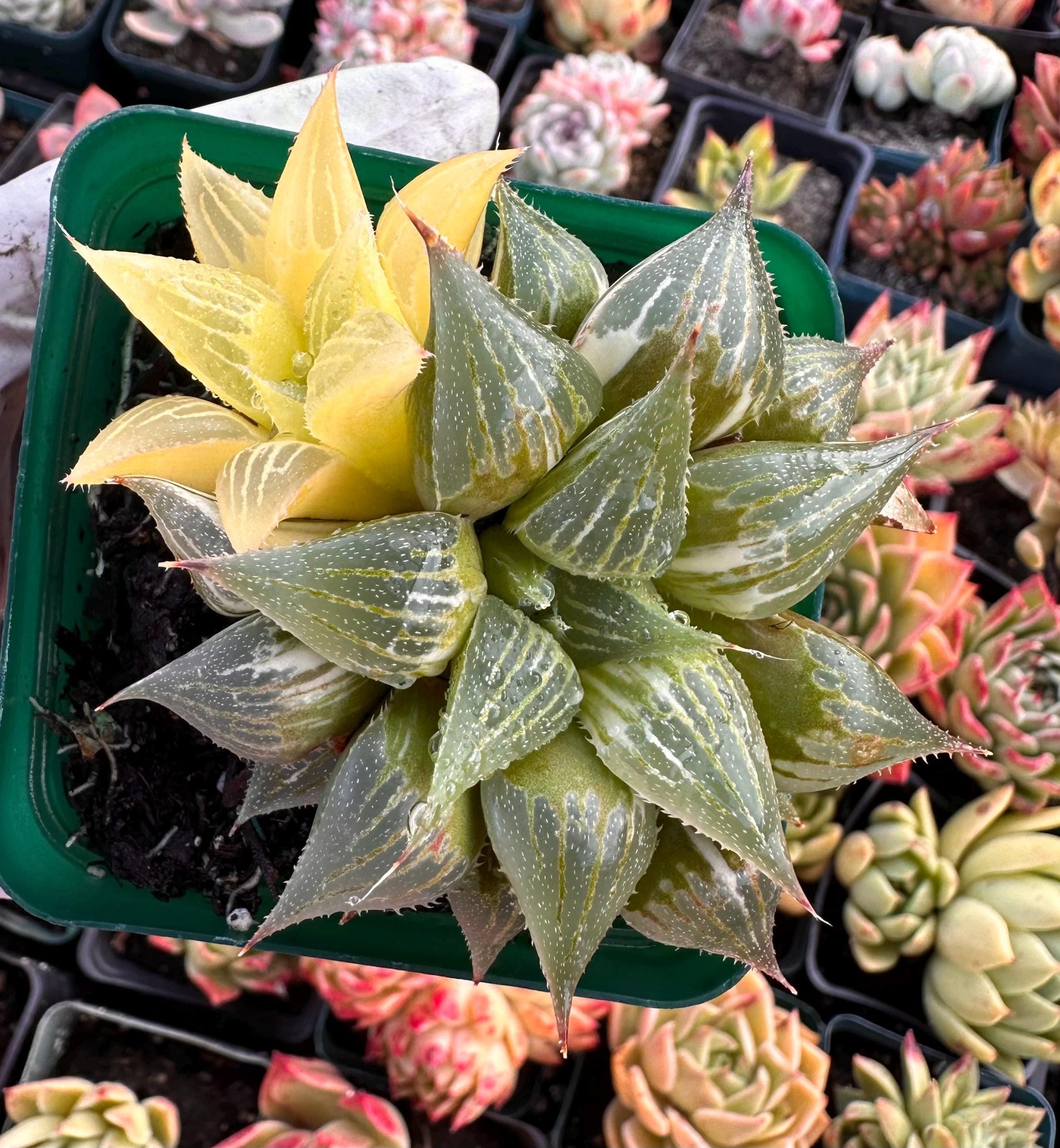 Rare Succulent: Imported Succulent variegated Haworthia White Sand live ...
