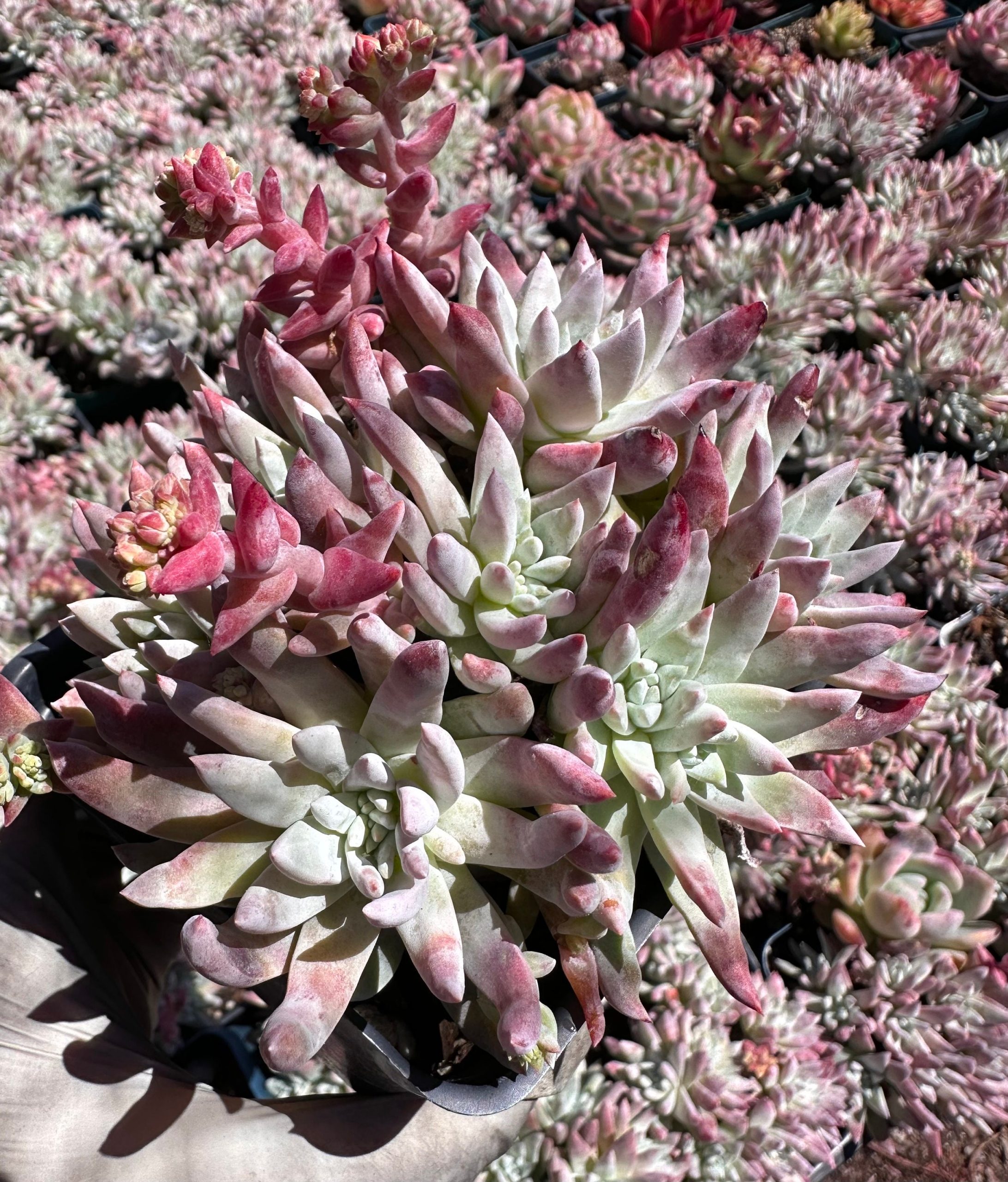 Rare Succulent: Imported Dudleya gnoma S.W.McCabe (White chrysanthemum ...